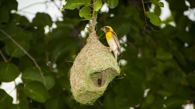 Wildlife during Monsoon: Animals Love the Rains! – Weather News