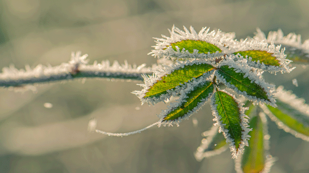 Freezing temperatures: How to protect your plants from frost – Weather News