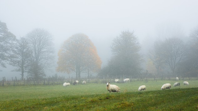 A foggy start: How does fog form? – Weather News