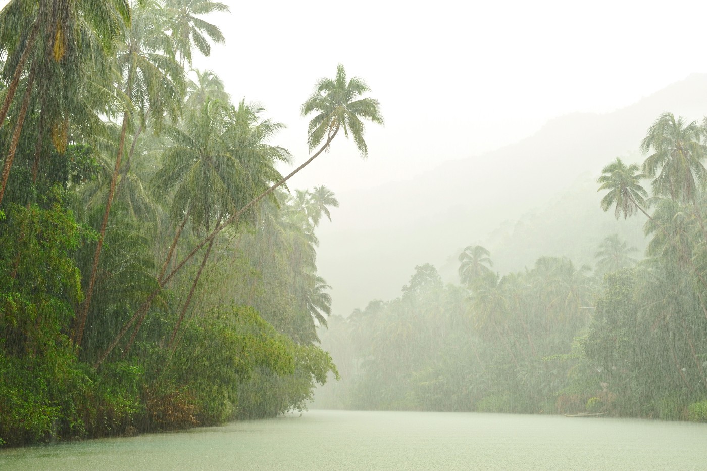 How wet are rainforests? – Weather News