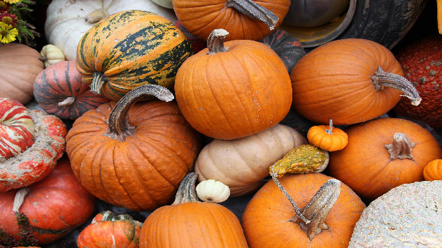 Halloween is over: What do we do with all the pumpkins? – Weather News