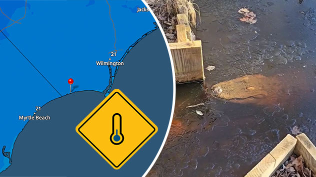 'Frozen' alligators still alive, learn more about brumation – Weather News