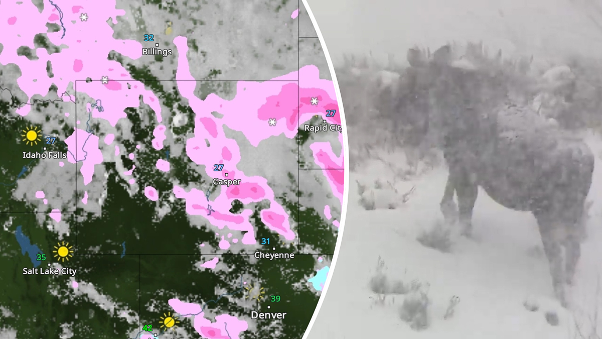 Video: Moose in the snow – Weather News