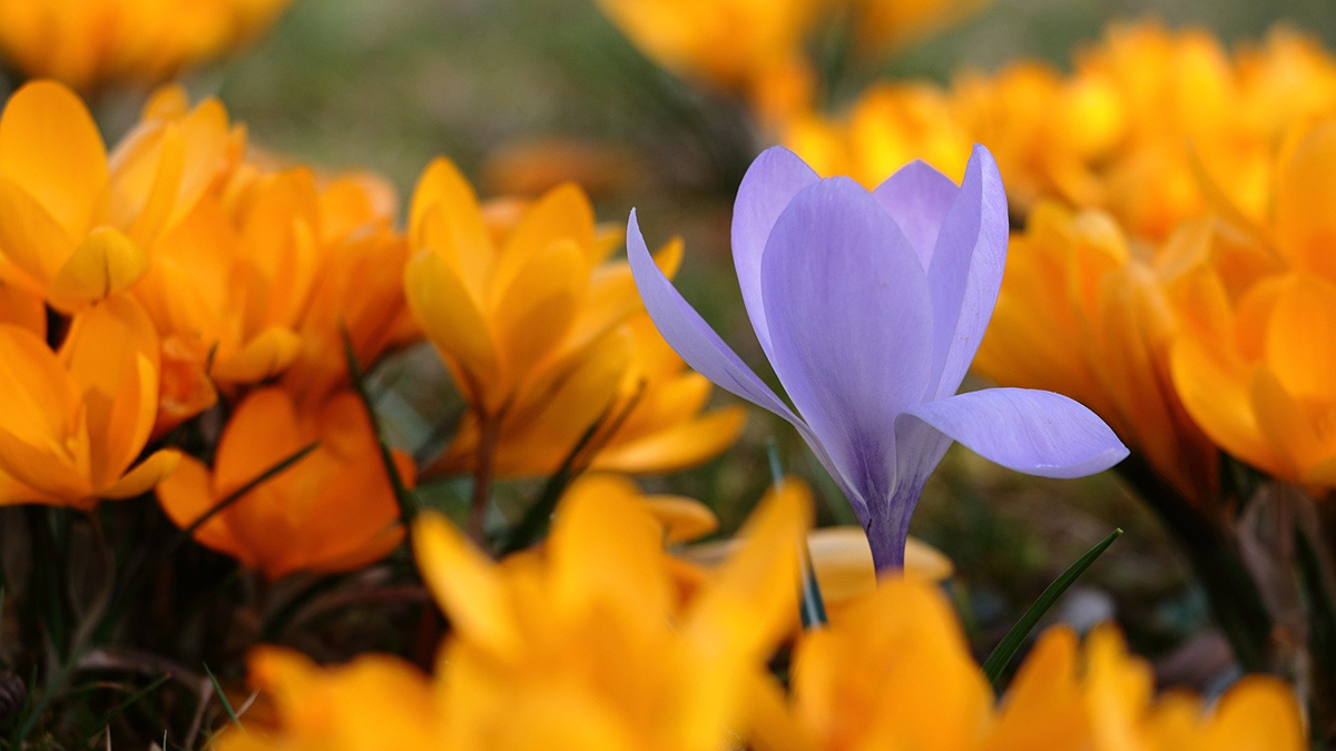 First day of meteorological spring – Weather News