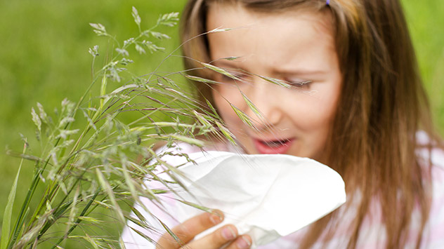 Graspollen: Grote oorzaak van allergieën