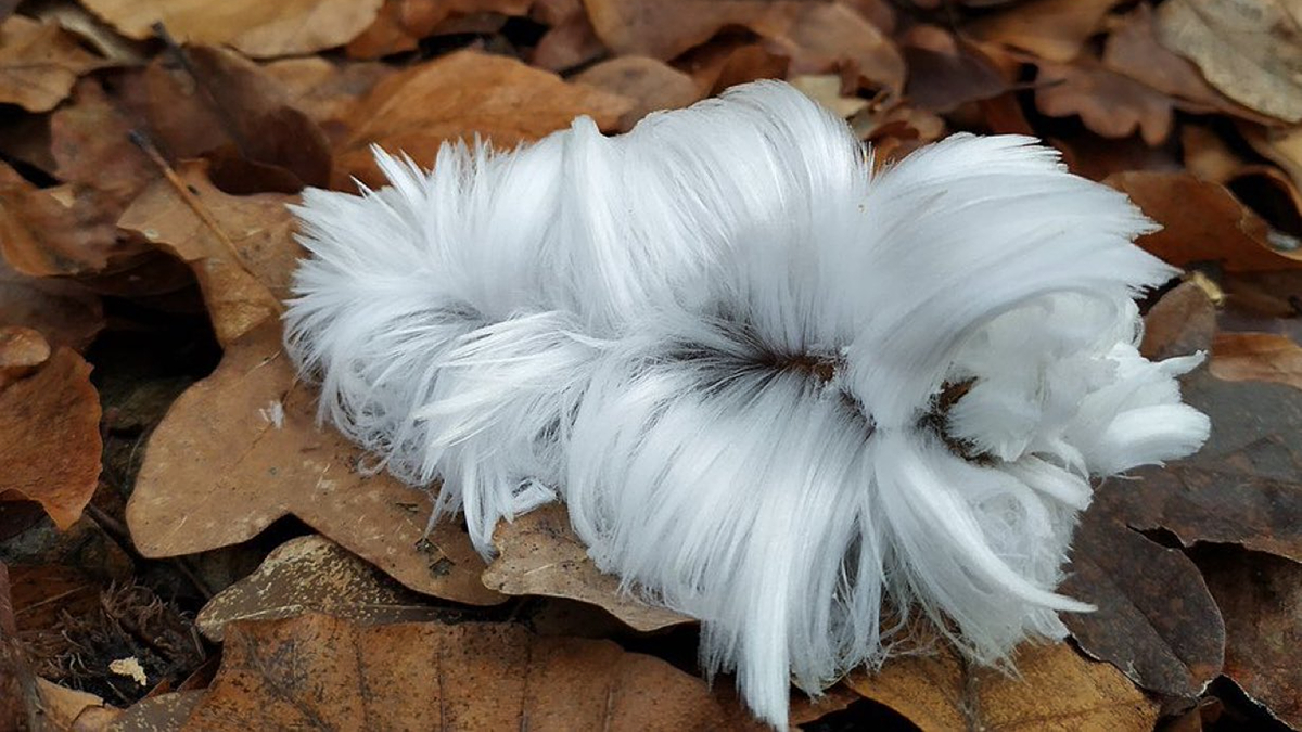 Retka i neobična prirodna pojava - led iz drveta u obliku kose ili vune ...