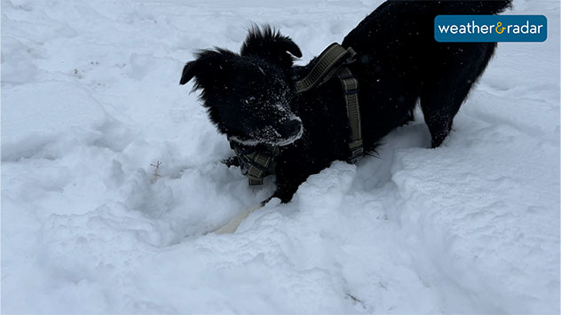 How to keep your pets safe in the winter – Weather News