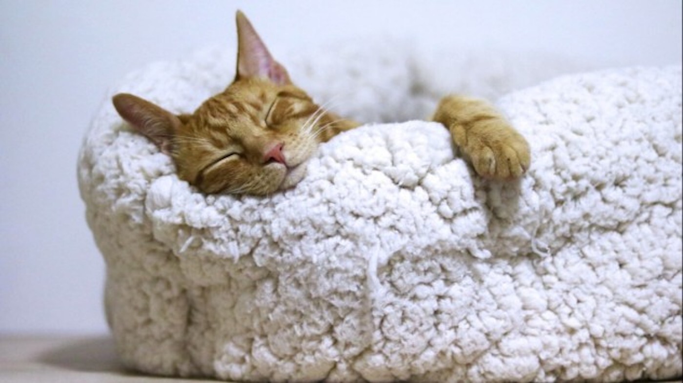 Seasonal tiredness: What causes spring fatigue? – Weather News