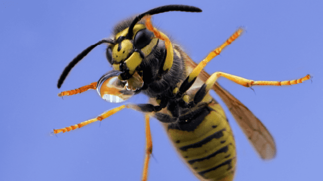 Cette guêpe parasitoïde est terrifiante - Actualités météo