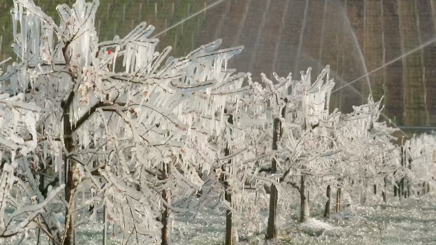 Vinbønder bekæmper frost med ild og is - Tilbageblik: kulde i 2022 ...