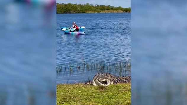 Photographer captures rare footage of the elusive reptile basking in ...