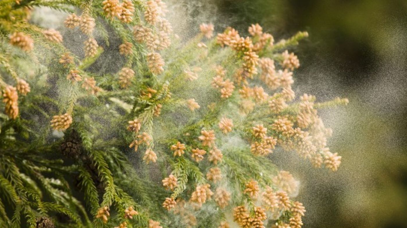 How do we measure pollen levels? – Weather News