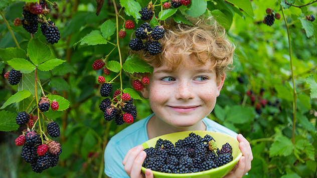 Sonne bringt die Süße - Brombeeren wieder auf Genusskurs