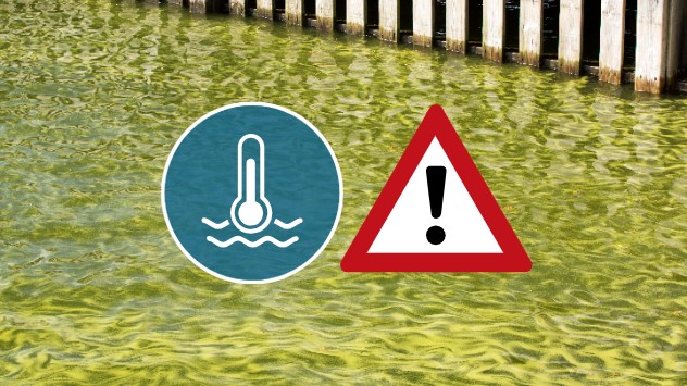 Toxic algal blooms: Lake Windermere is turning green – Weather News