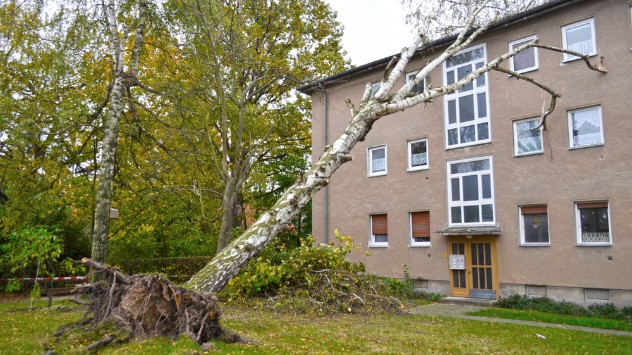 Tempêtes Lothar & Martin, 24 ans après - Actualités météo