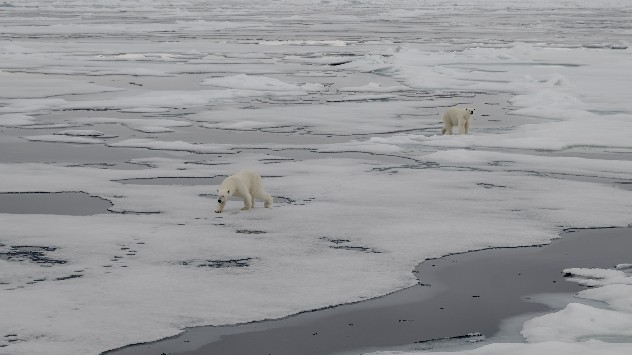 Arctic and Antarctic: Sea ice extent dropping at alarming rate ...